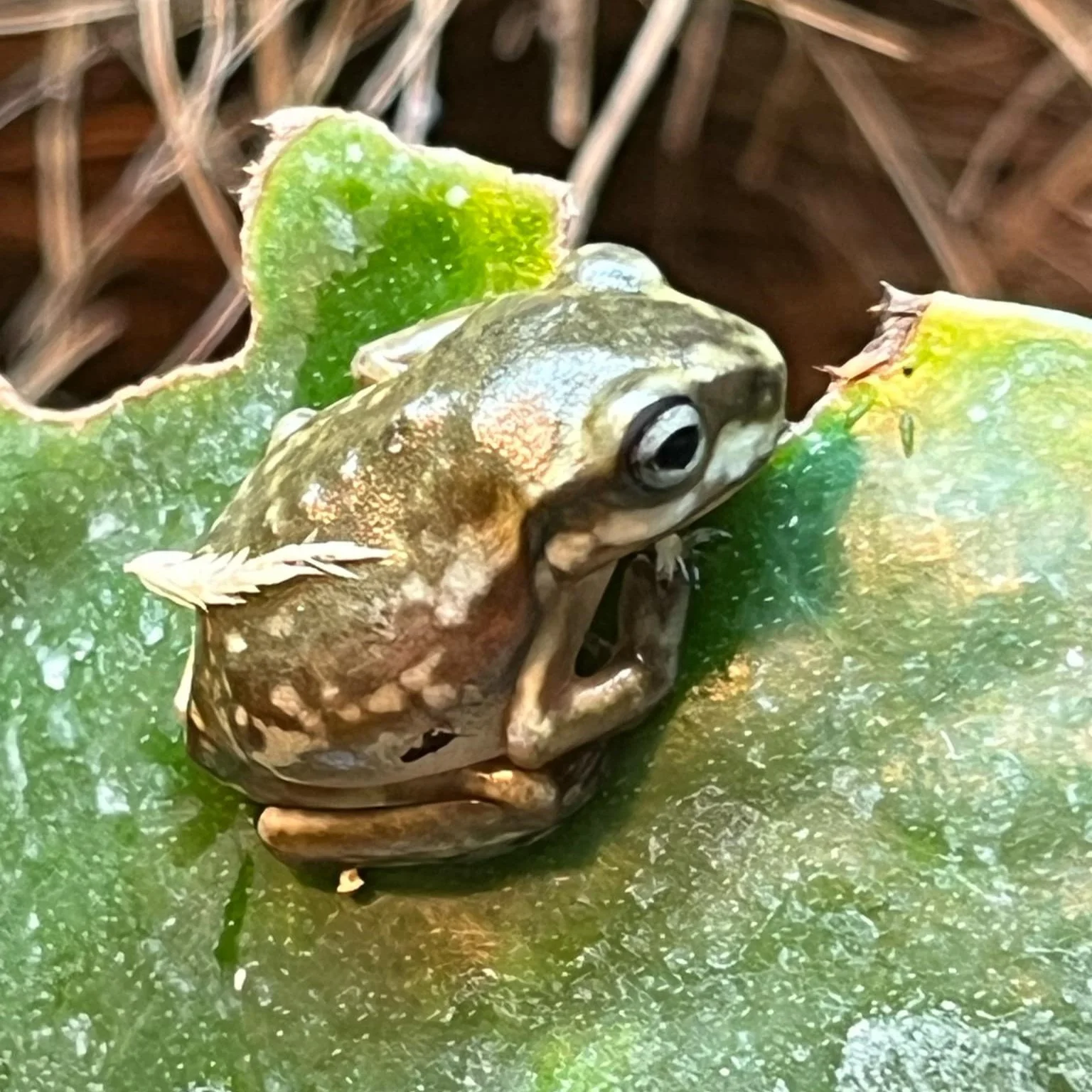 Frogs For Sale — Special Reptiles For Sale UK