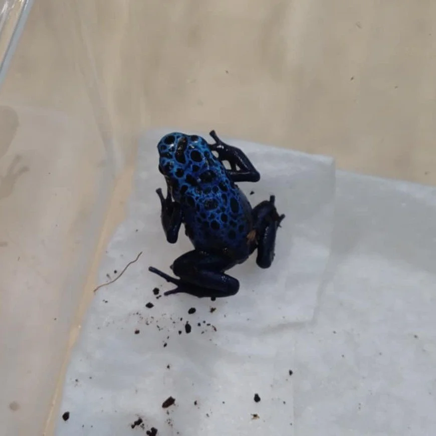 Frogs For Sale — Supreme Reptiles For Sale UK
