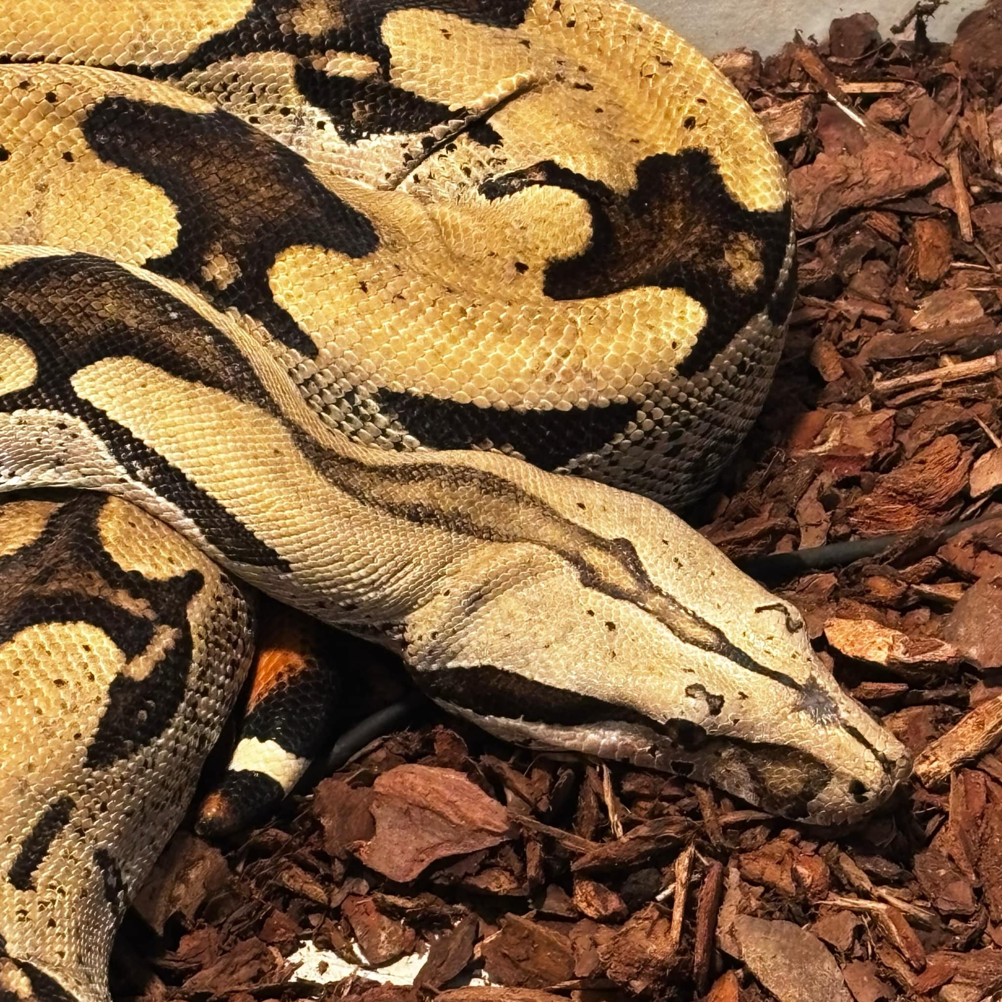 Special Reptiles For Sale UK