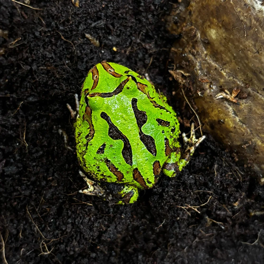 Frogs For Sale — Special Reptiles For Sale UK