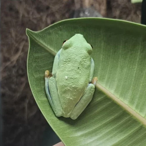 Frogs For Sale — Special Reptiles For Sale UK