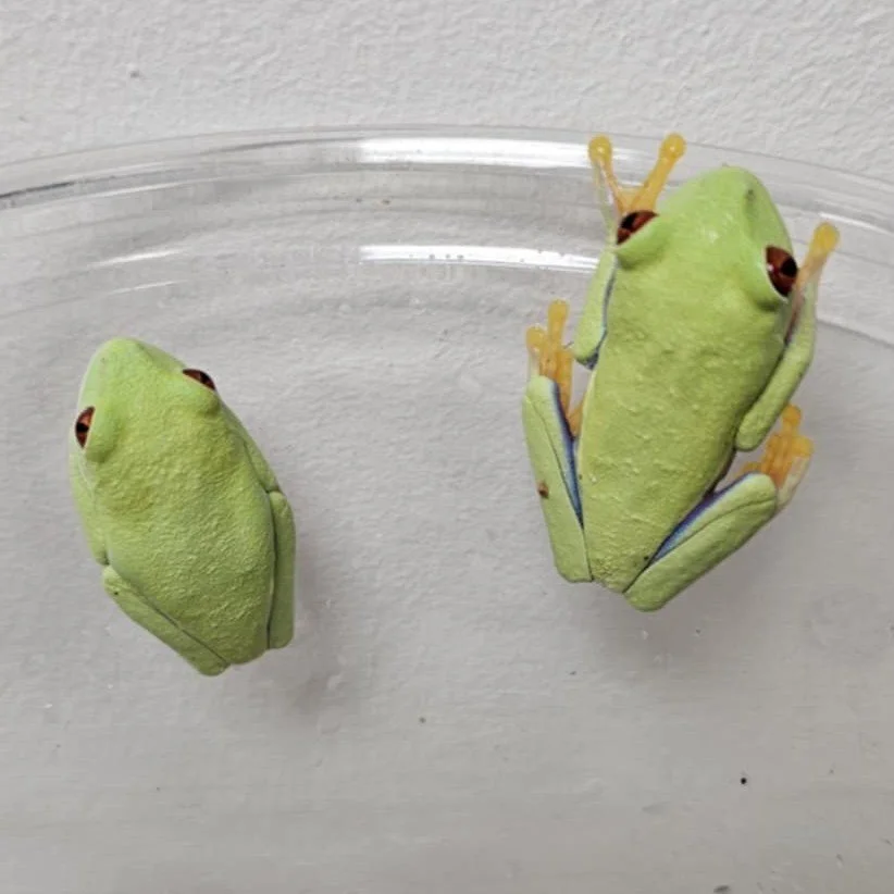 Frogs For Sale — Special Reptiles For Sale UK