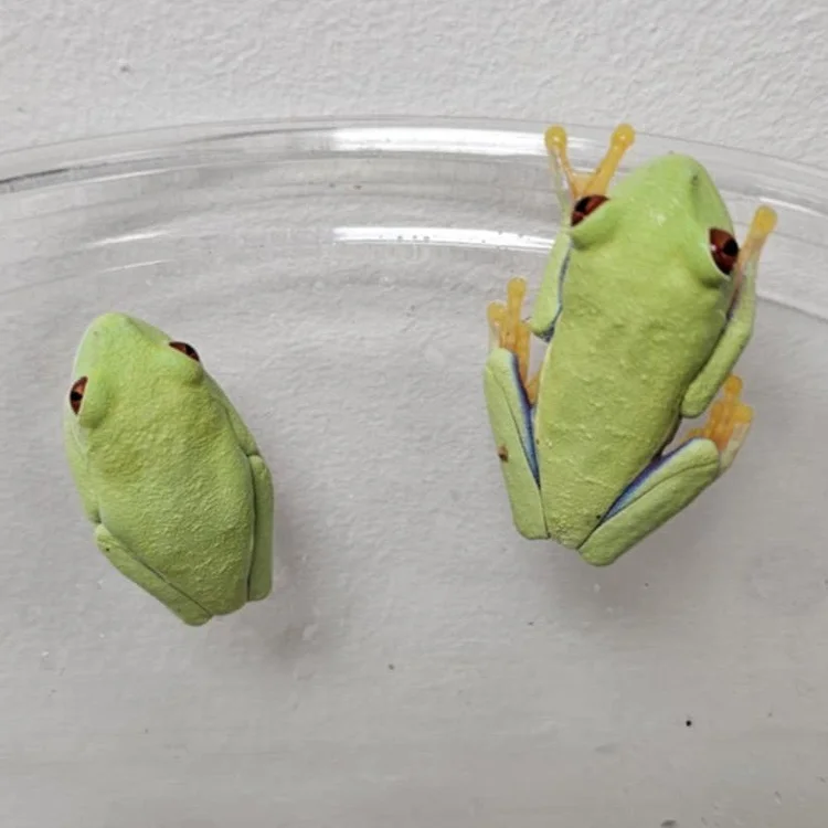 Frogs For Sale — Special Reptiles For Sale UK