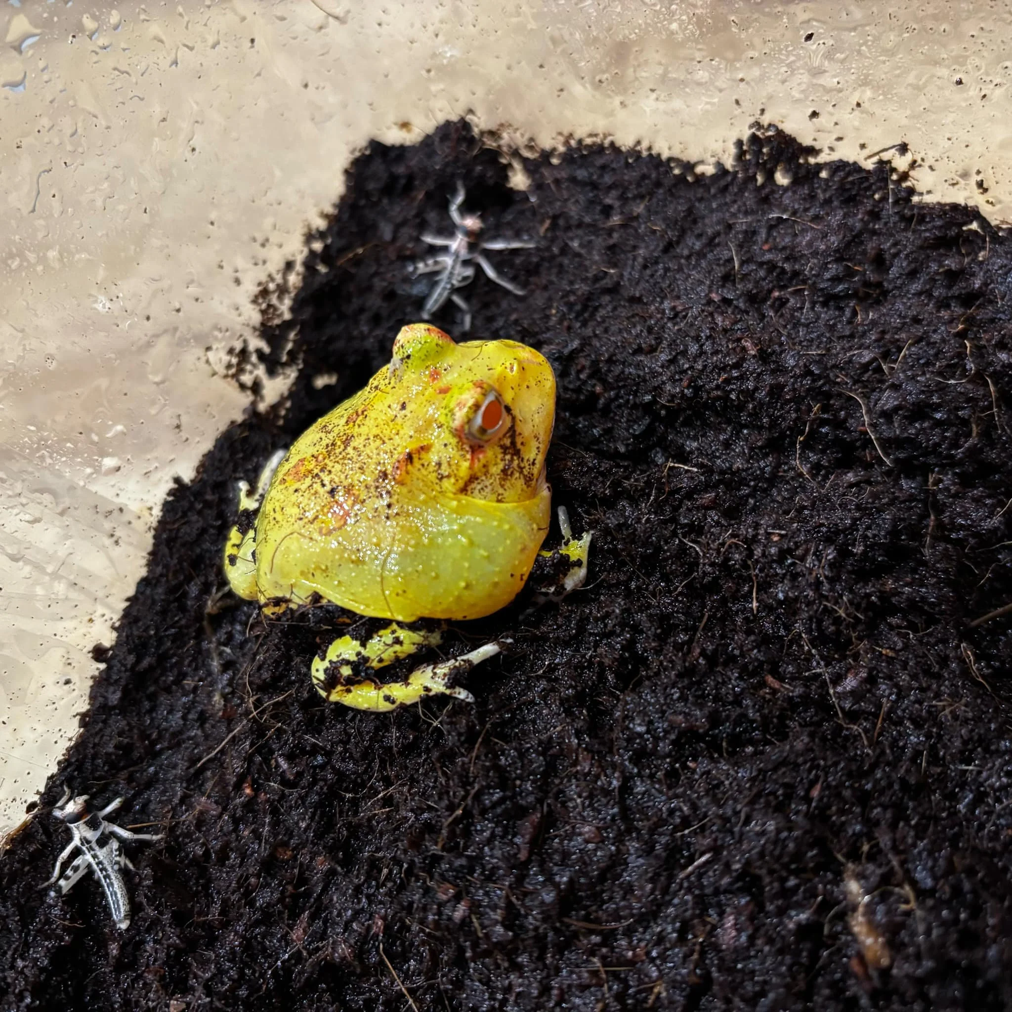 Frogs For Sale — Special Reptiles For Sale UK