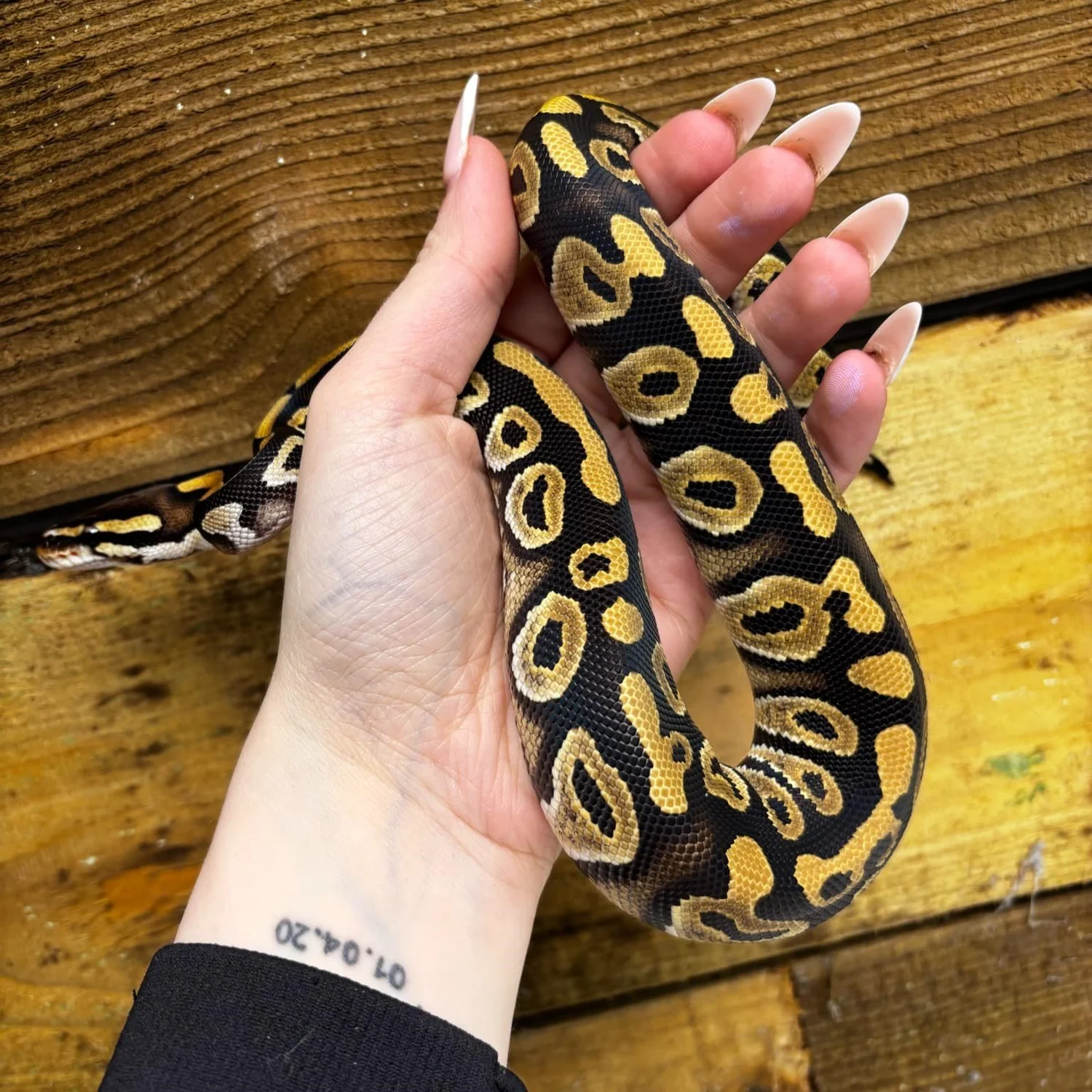 Special Reptiles For Sale UK