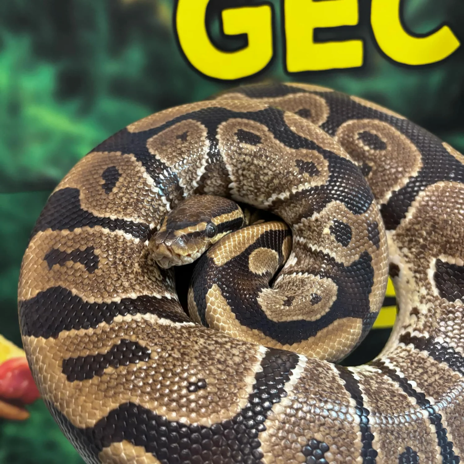 Special Reptiles For Sale UK