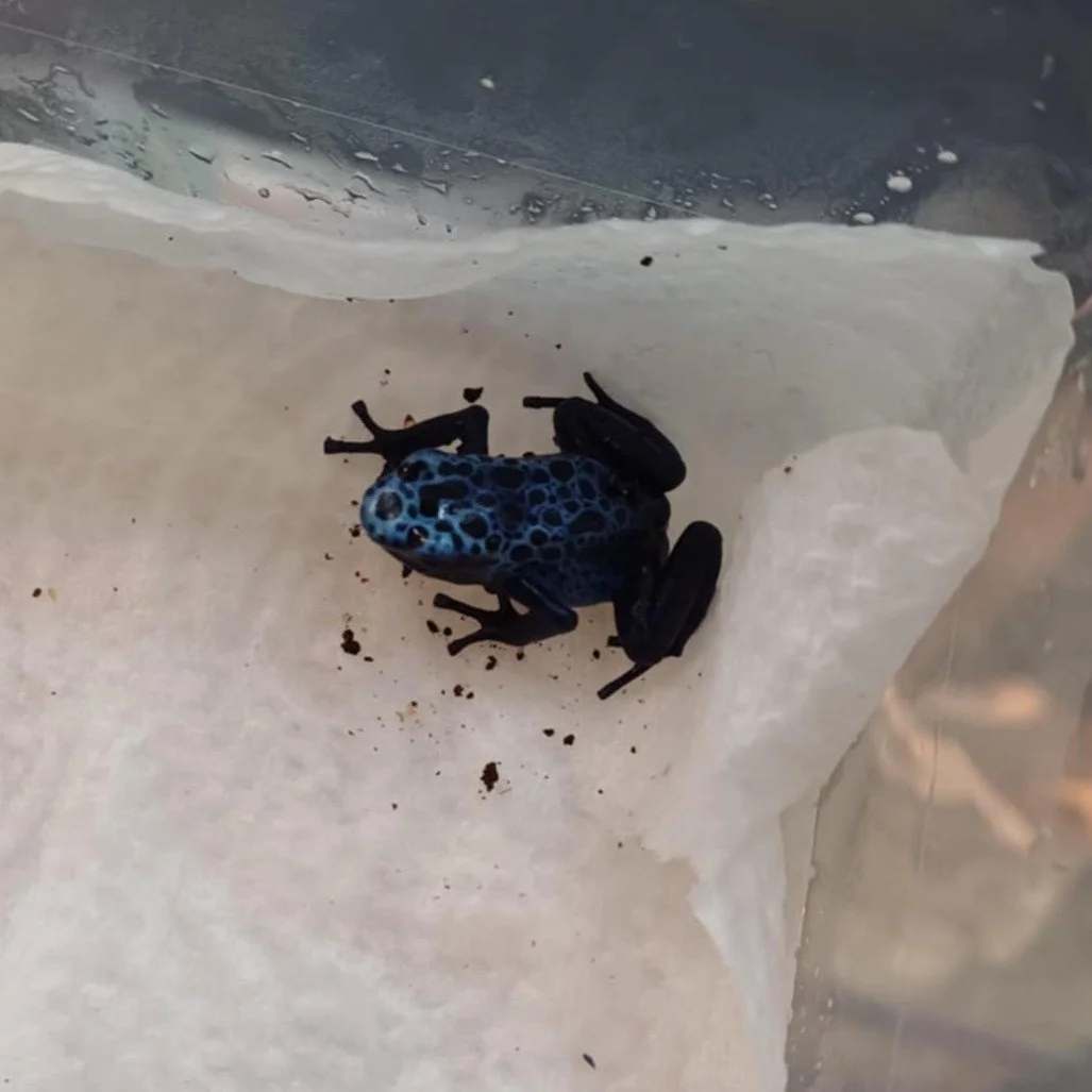 Frogs For Sale — Supreme Reptiles For Sale UK