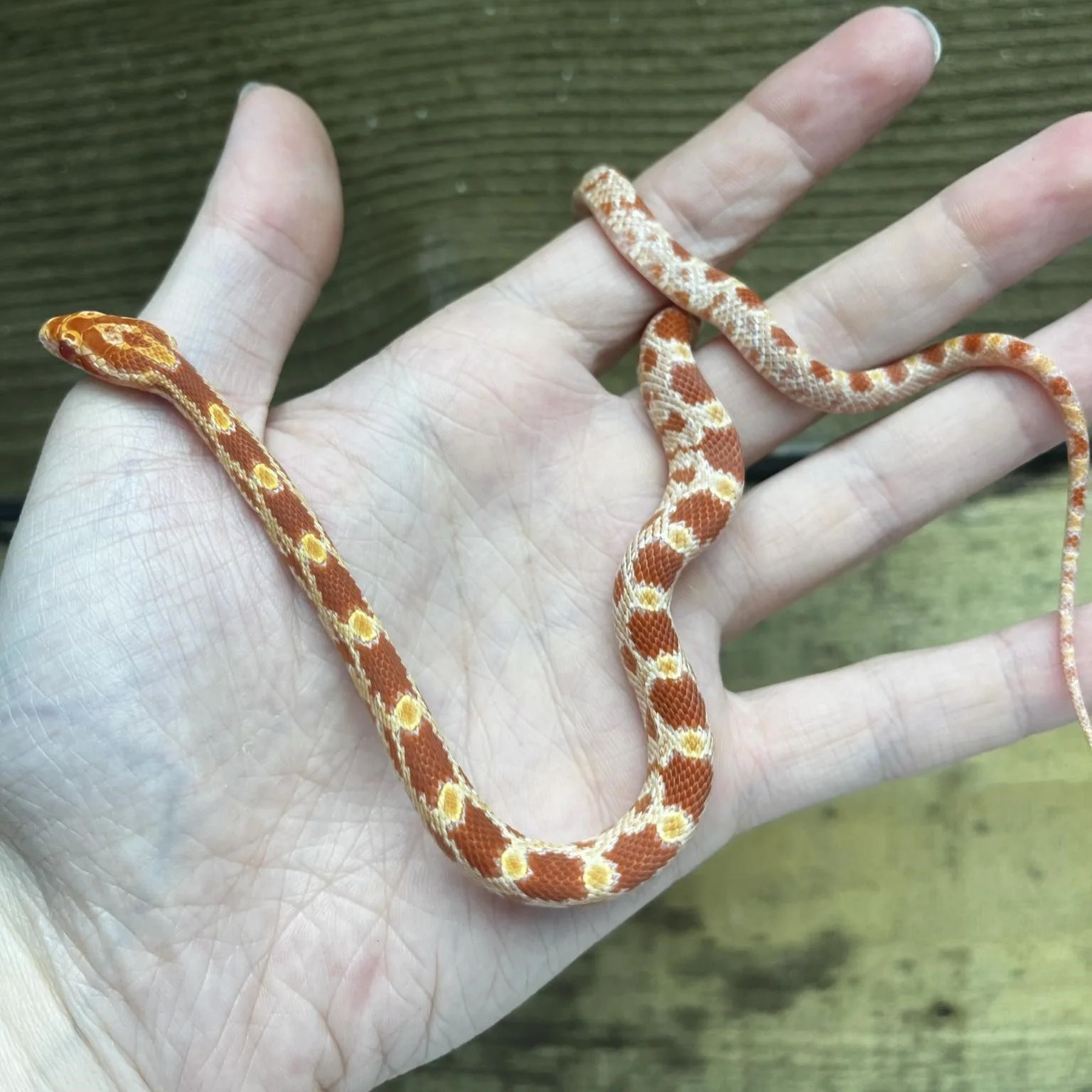 Juvenile Corn Snake For Sale - Normal Male