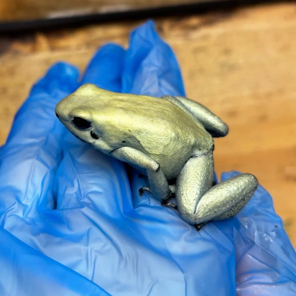 Frogs For Sale — Special Reptiles For Sale UK