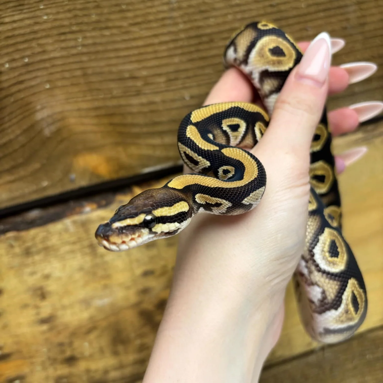 Special Reptiles For Sale UK