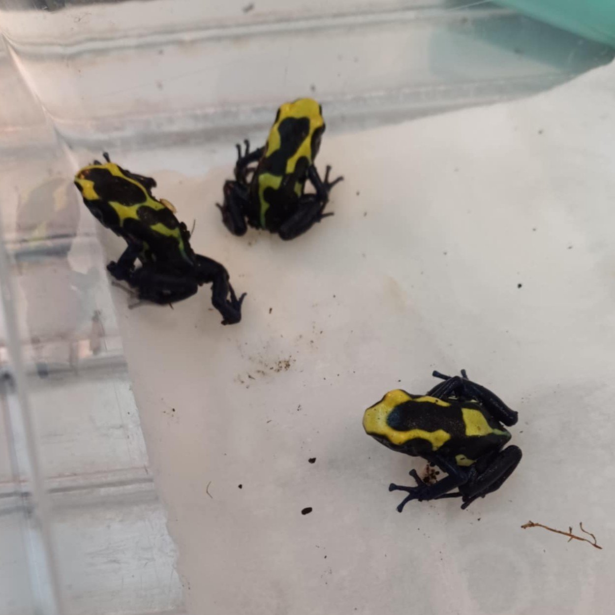 Frogs For Sale — Special Reptiles For Sale UK