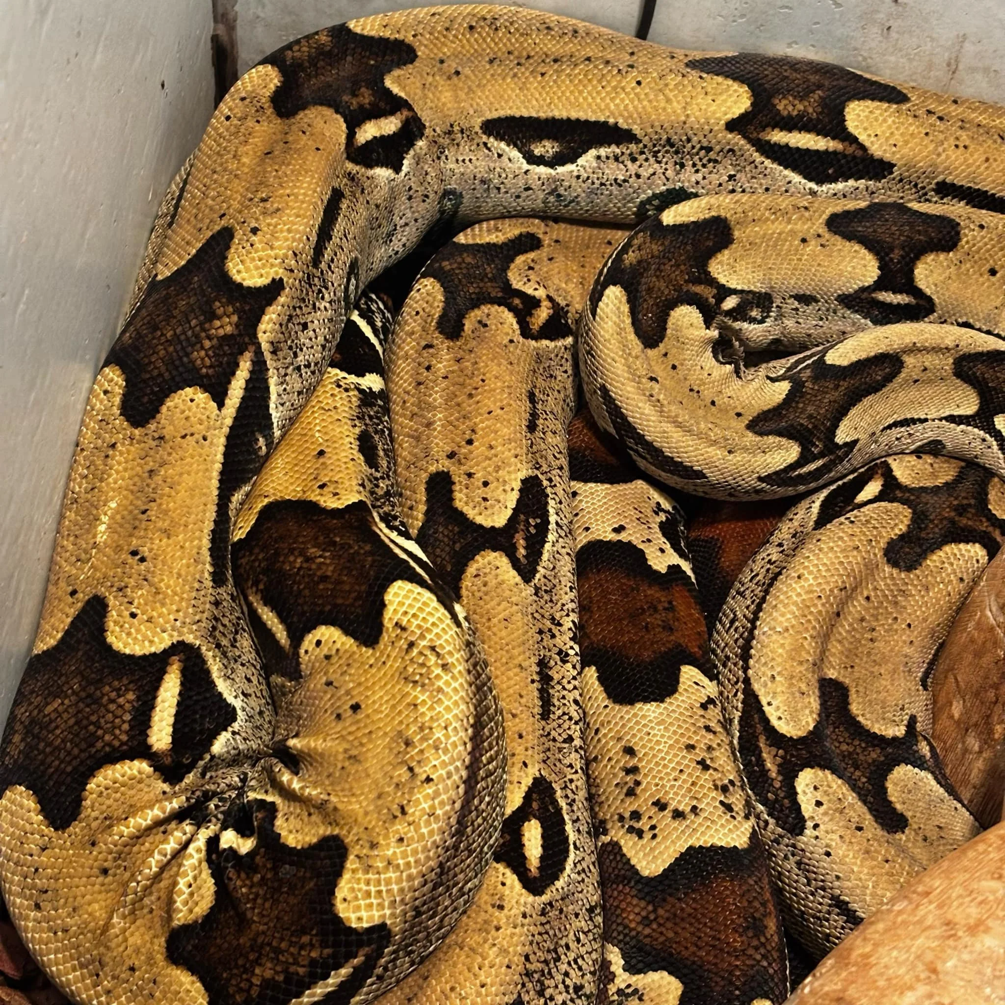 Special Reptiles For Sale UK