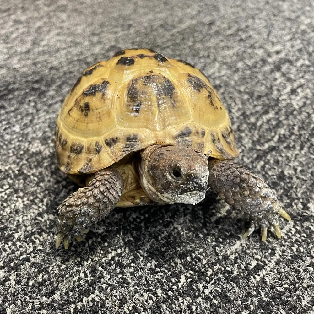 Unique Reptiles For Sale UK