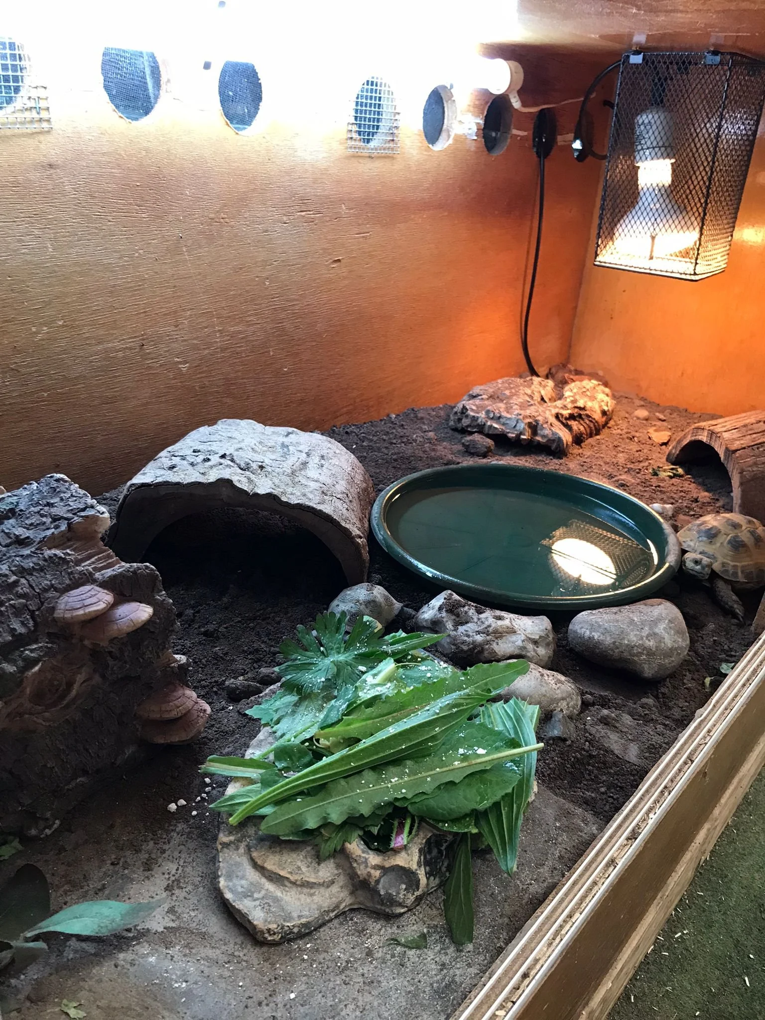 Jungle Reptiles - The Lushest UK Reptile Shop