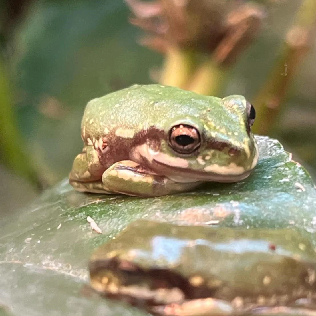 Frogs For Sale — Special Reptiles For Sale UK