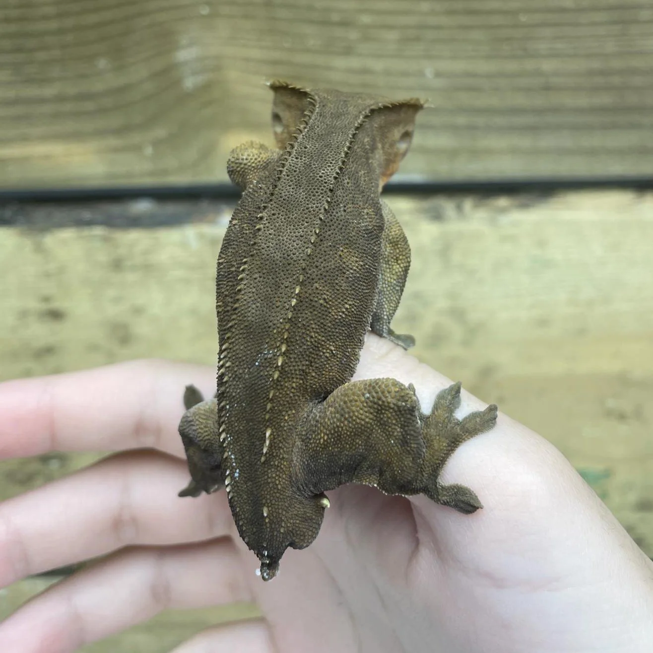 Unique Reptiles For Sale UK