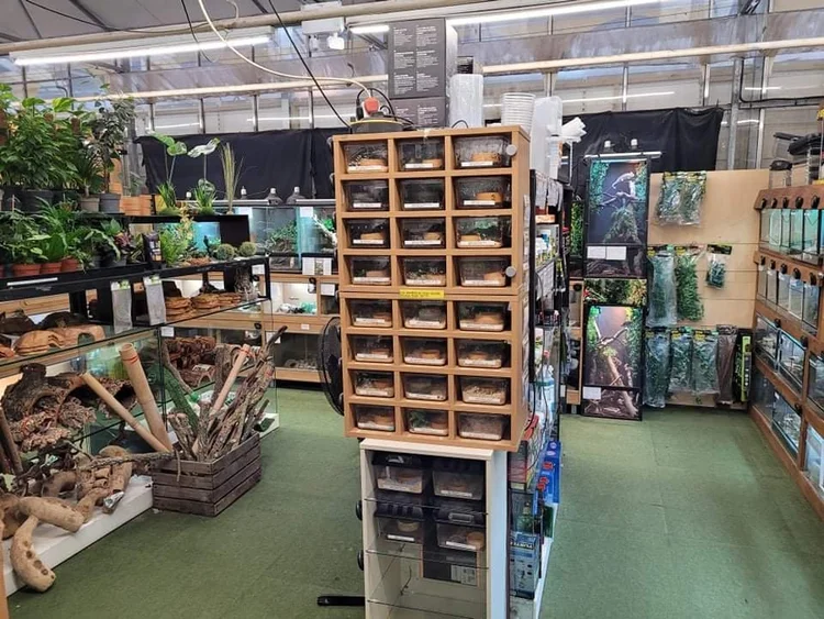 Jungle Reptiles - Reptile Shop UK