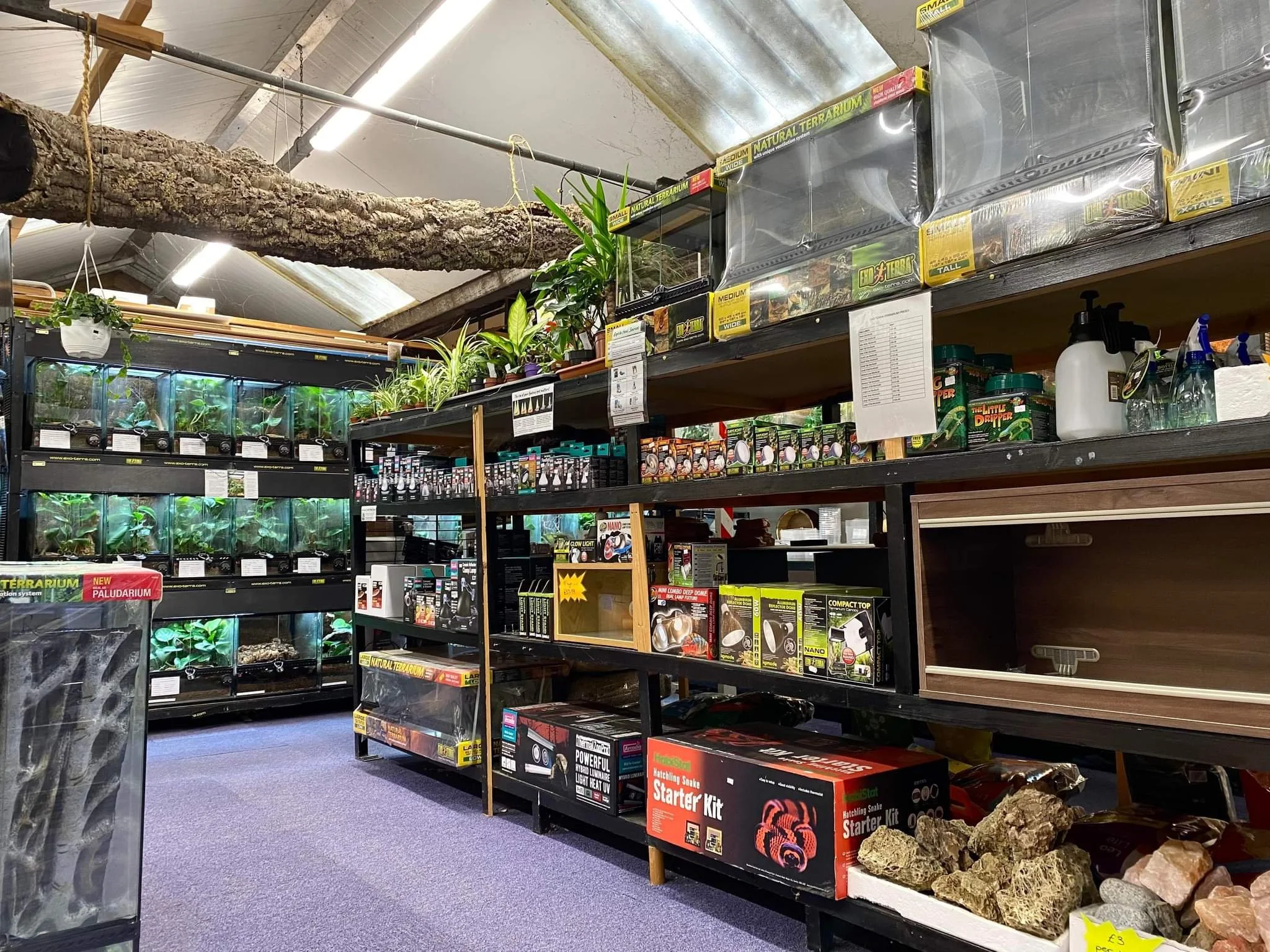 Jungle Reptiles - Reptile Shop UK