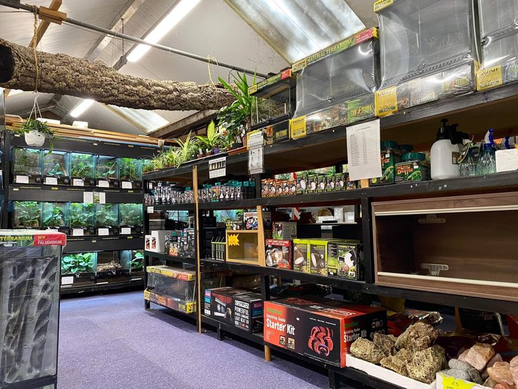 Jungle Reptiles - Reptile Shop UK