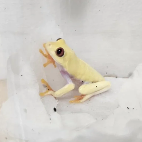 Frogs For Sale — Special Reptiles For Sale UK
