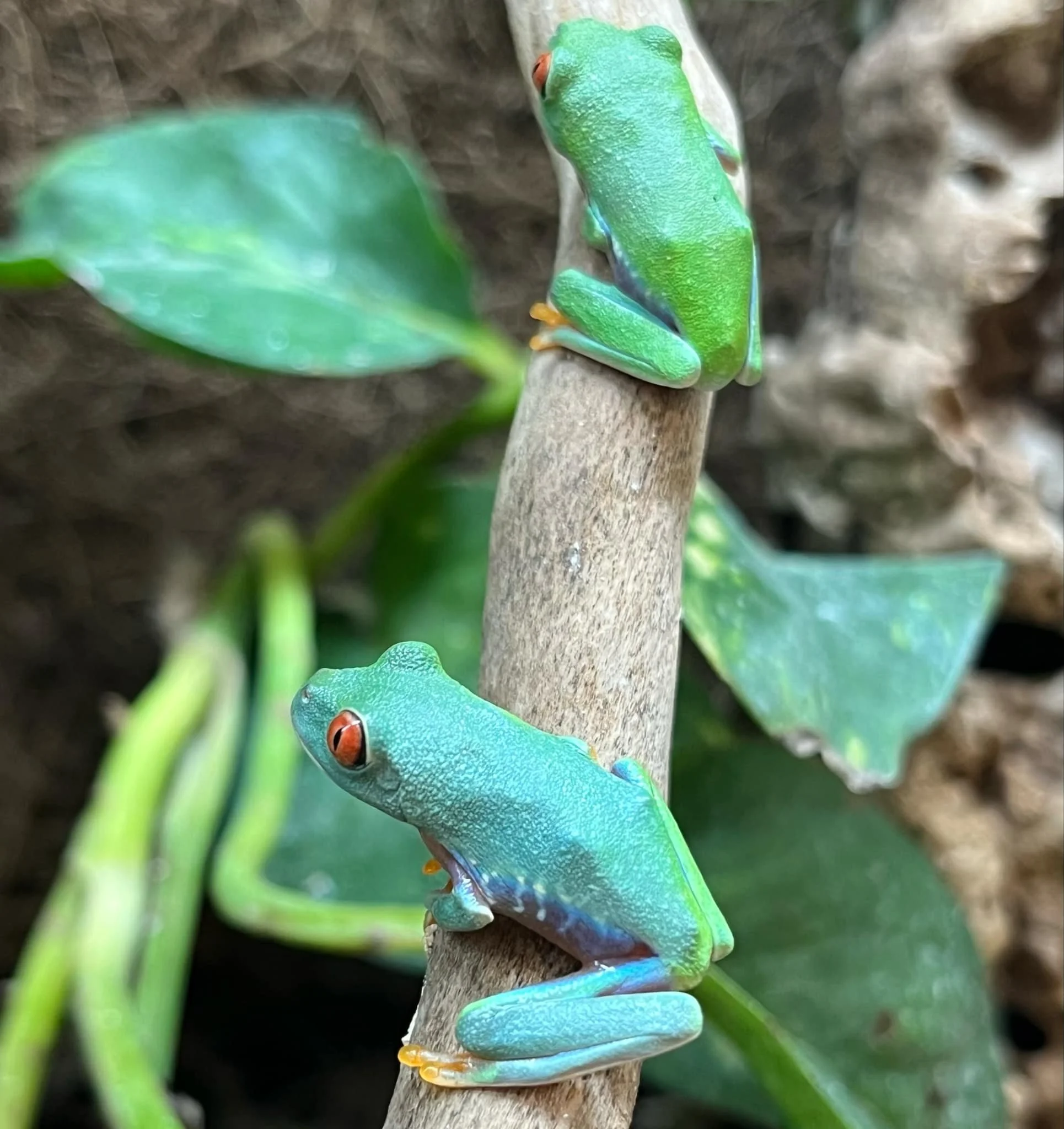 Frogs For Sale — Special Reptiles For Sale UK