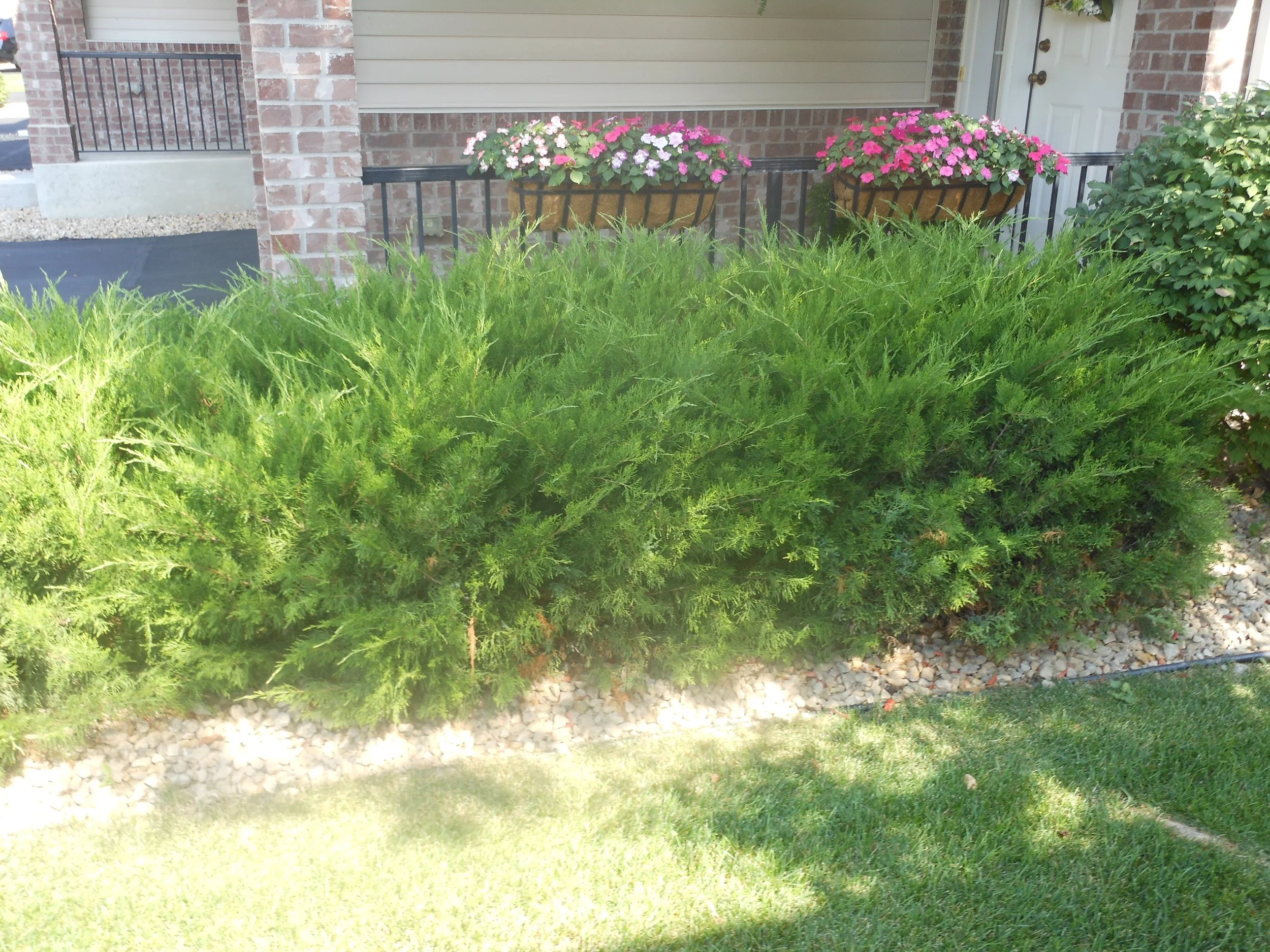 “Urban Compromise” Shrub Pruning — Arbor Day Every Day