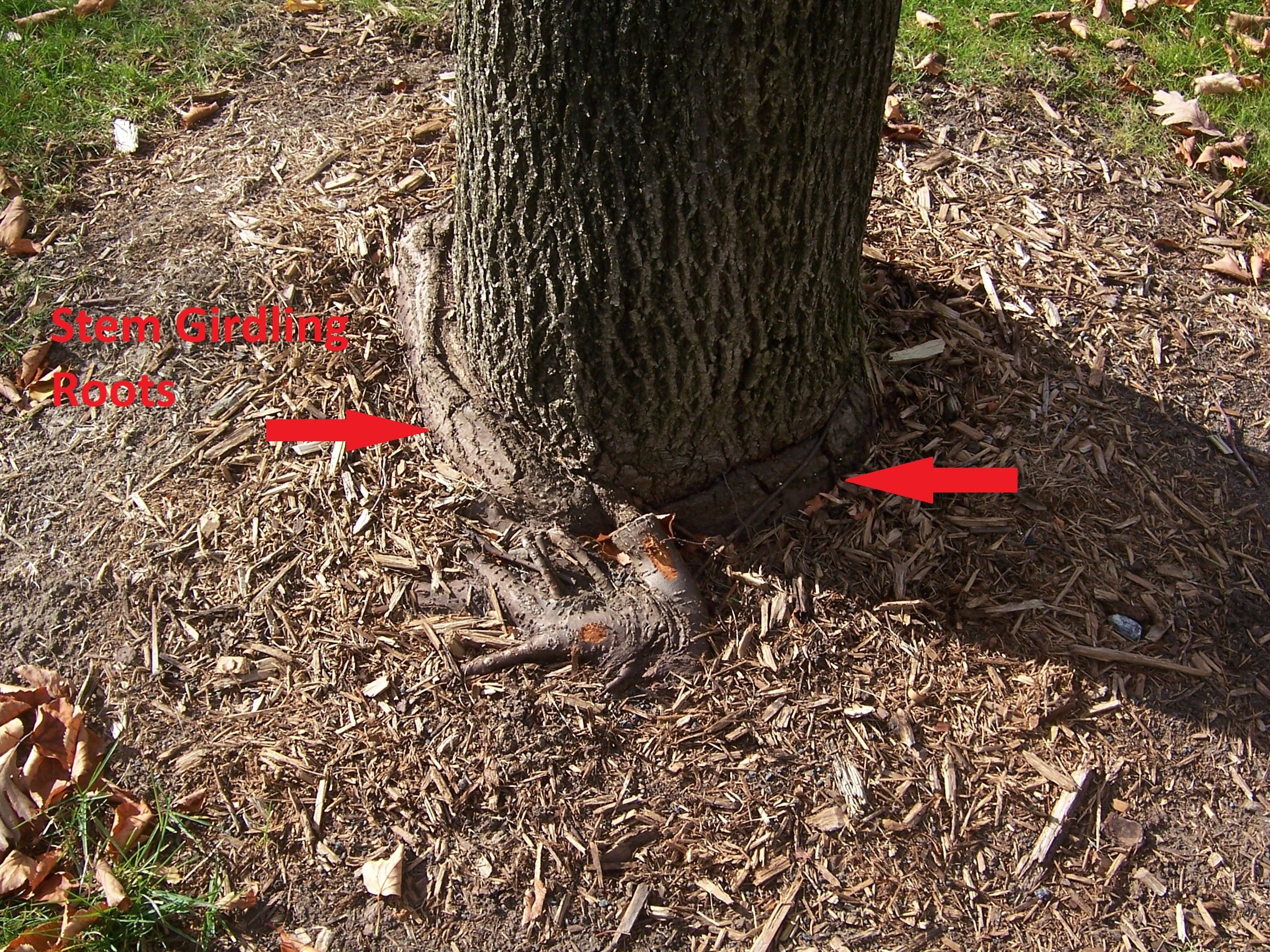 Those Pesky Surface Roots — Arbor Day Every Day