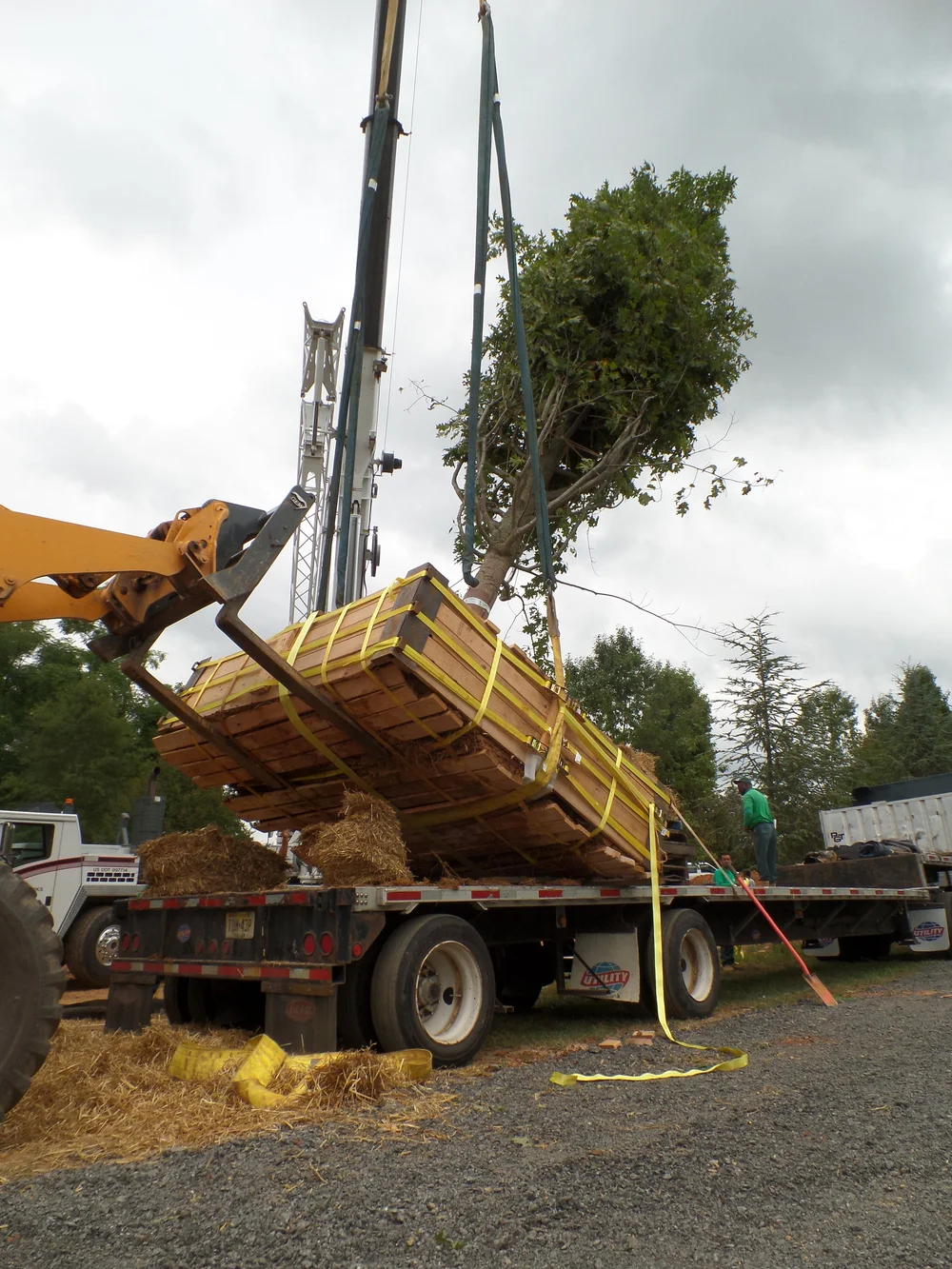 Large Tree Moving — Ruppert Nurseries