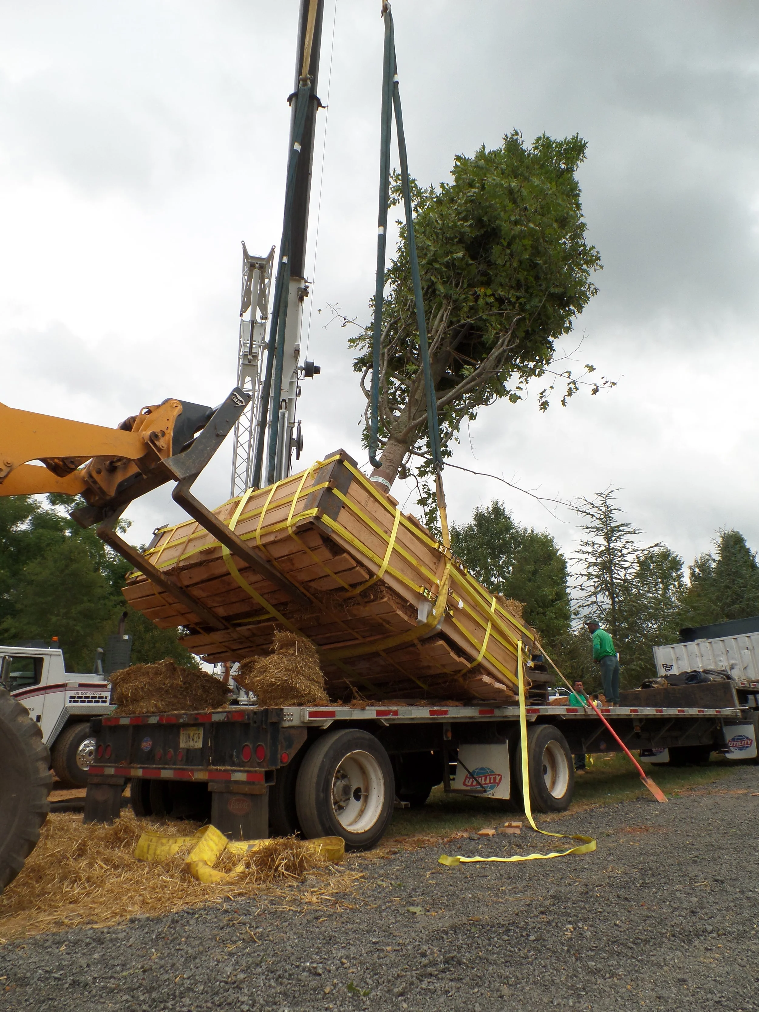 Large Tree Moving — Ruppert Nurseries