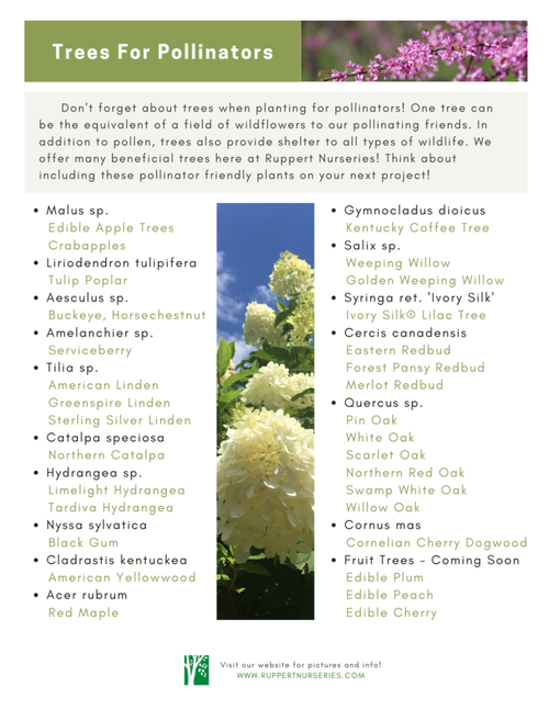 Trees For Pollinators — Ruppert Nurseries