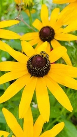 Ruppert Nurseries