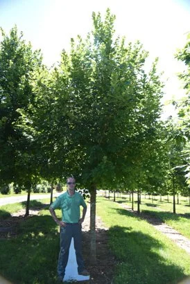 Acer Saccharum 'Commemoration' — Ruppert Nurseries