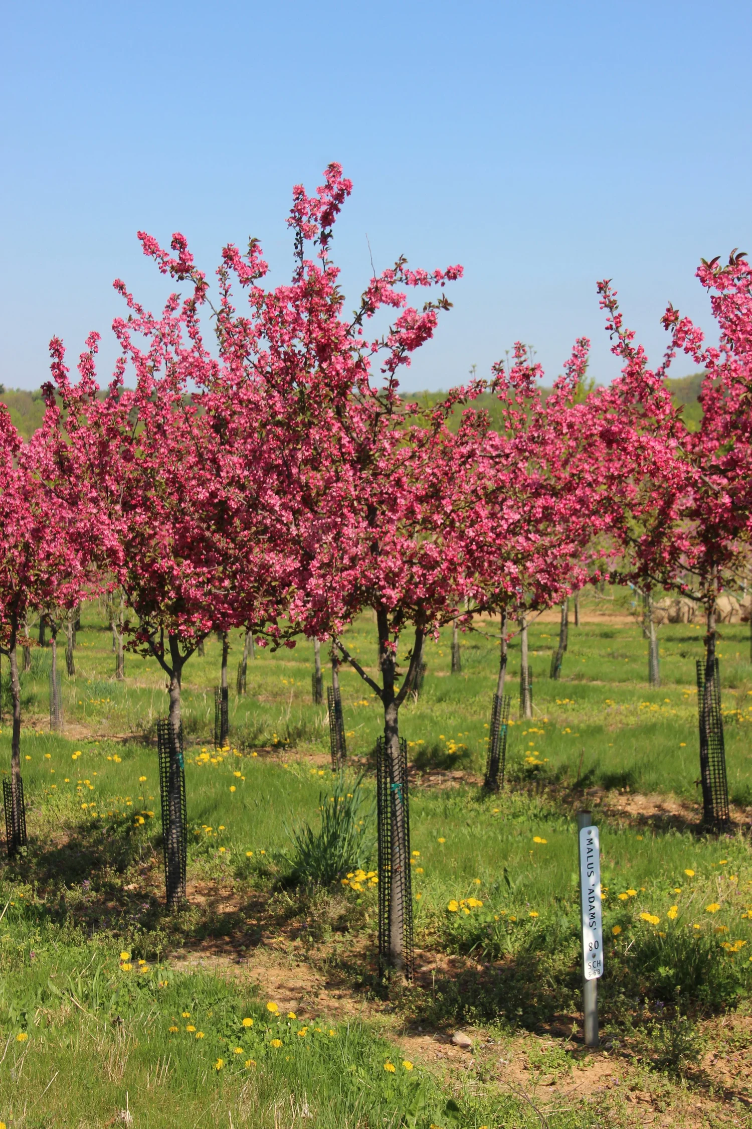 Wholesale Trees — Ruppert Nurseries