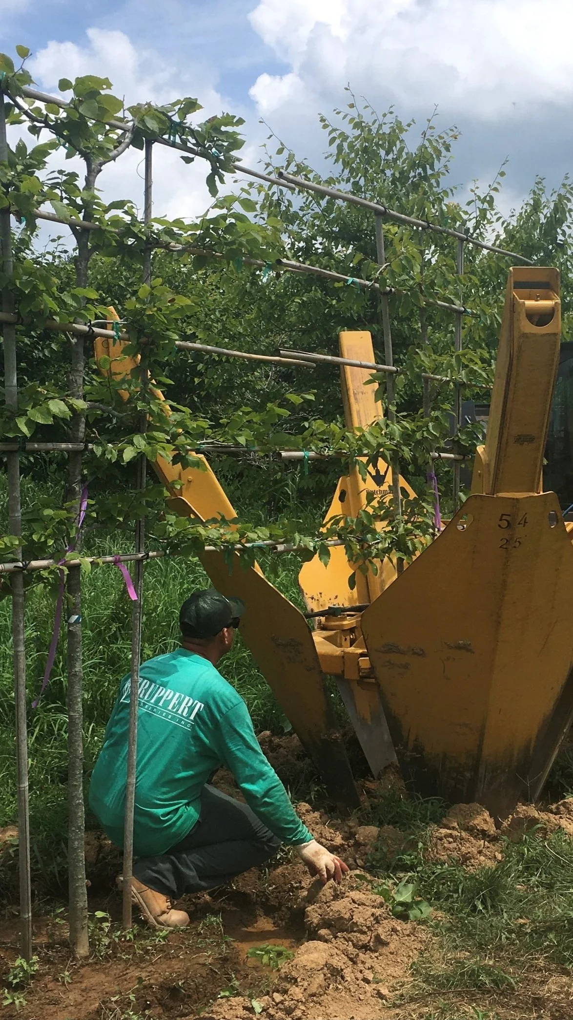 Root Pruned VS. Summer Dug — Ruppert Nurseries