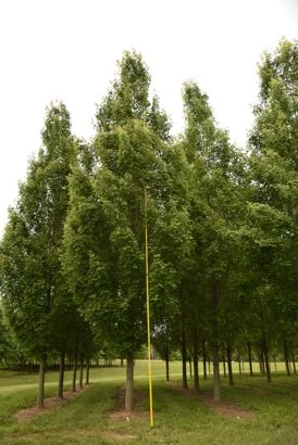 Acer Rubrum 'Armstrong' — Ruppert Nurseries