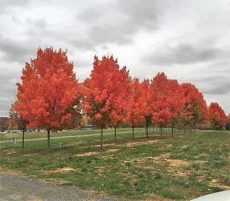 Acer Saccharum 'Commemoration' — Ruppert Nurseries
