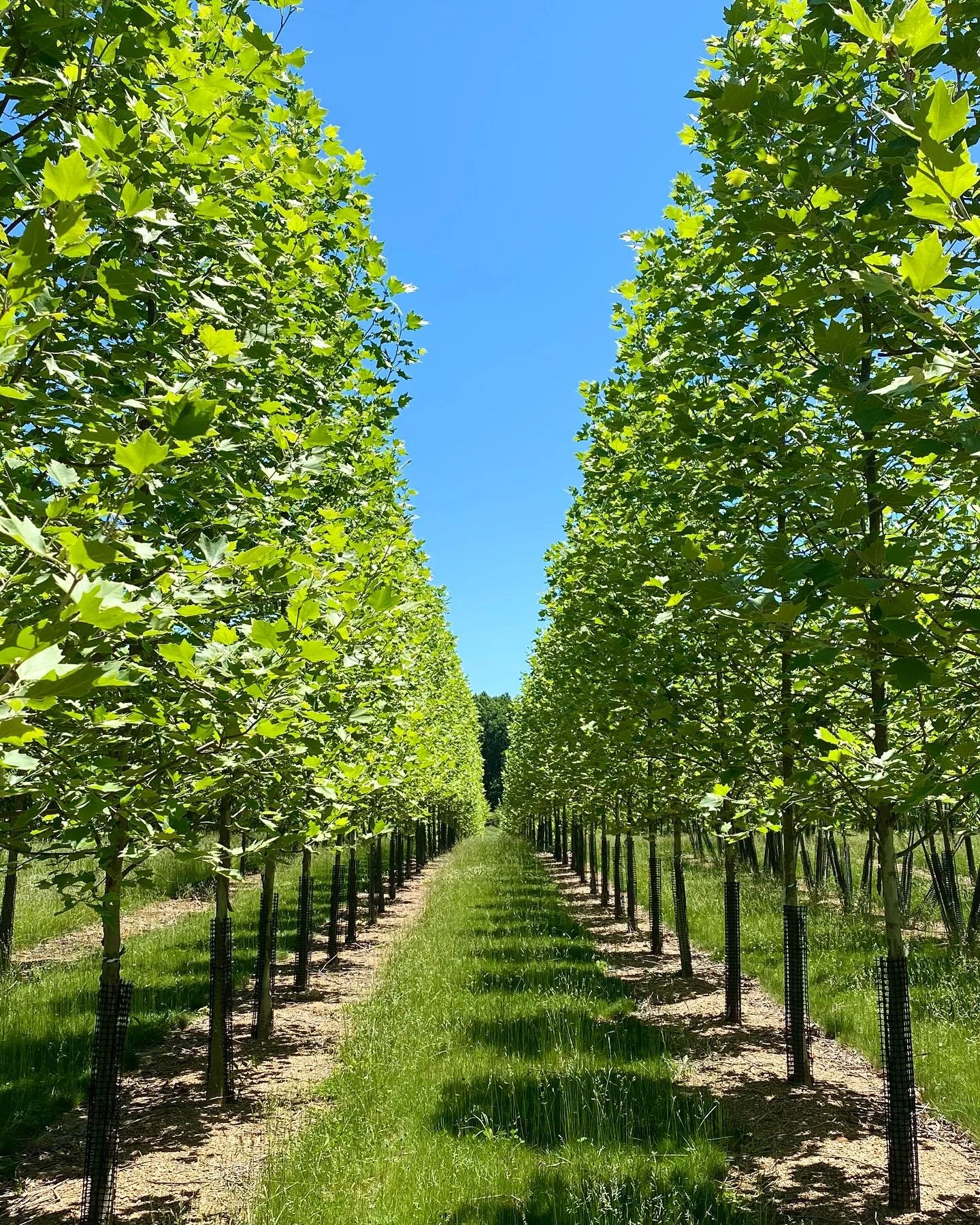 Ruppert Nurseries