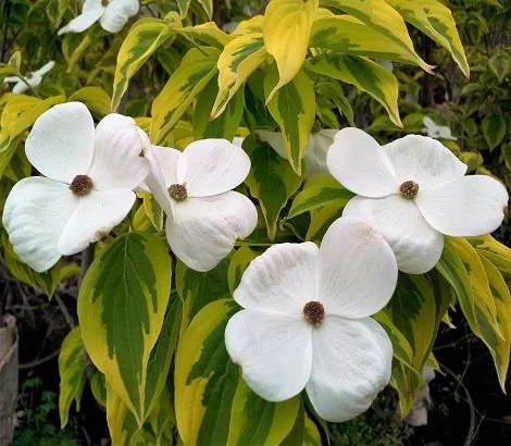 Cornus 'Rutdan' Celestial — Ruppert Nurseries