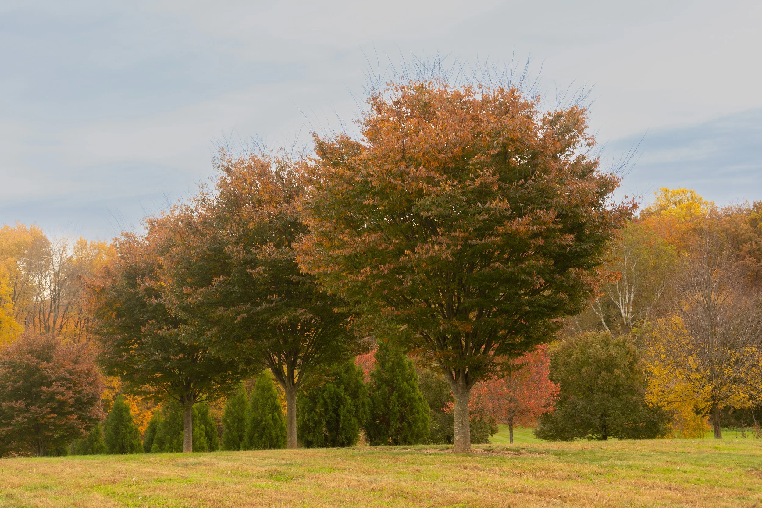 Wholesale Trees — Ruppert Nurseries