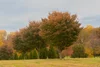 Wholesale Trees — Ruppert Nurseries