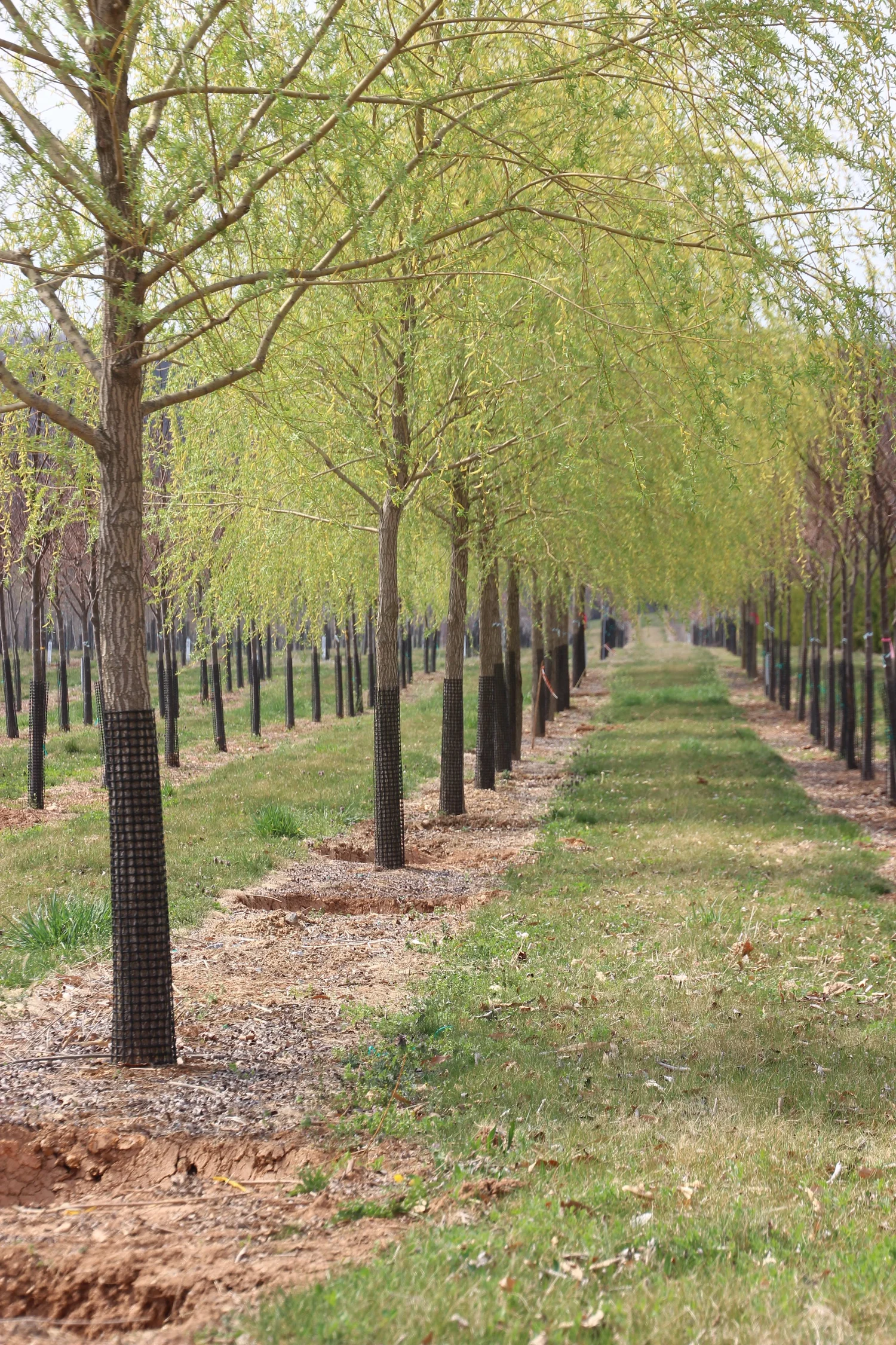 Ruppert Nurseries