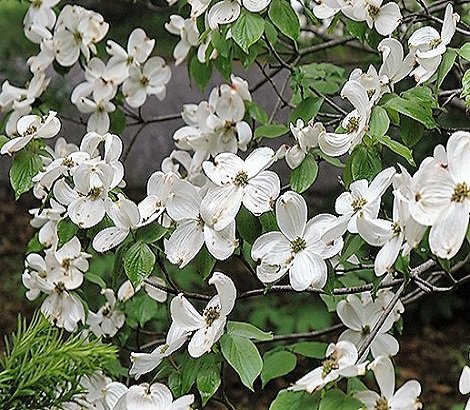 Cornus Florida 'Cherokee Princess' — Ruppert Nurseries
