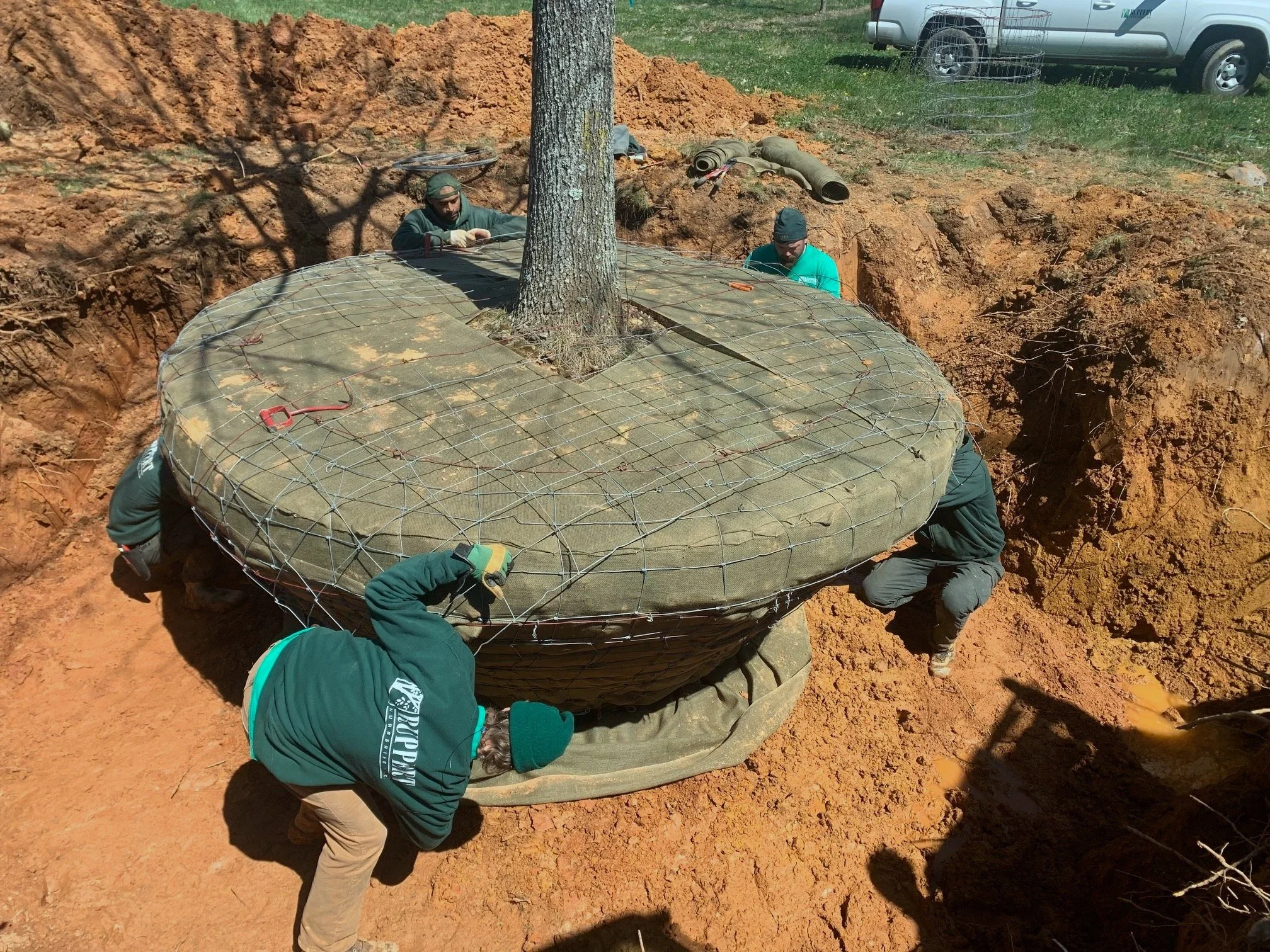 Large Tree Moving — Ruppert Nurseries