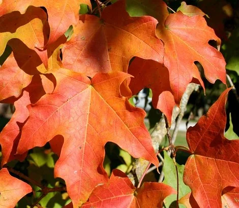 Acer Saccharum Green Mountain' — Ruppert Nurseries