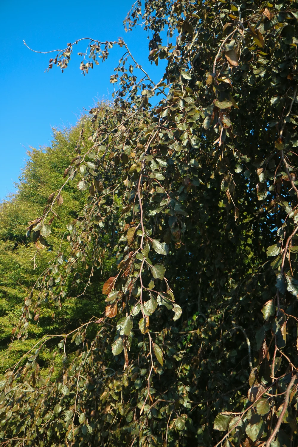 Fagus sylvatica 'Pendula' — Ruppert Nurseries