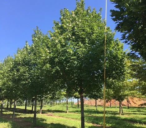 Acer Saccharum 'Commemoration' — Ruppert Nurseries