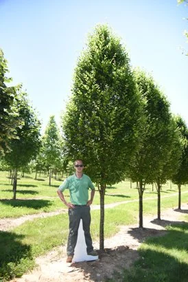 Carpinus Betulus 'Fastigiata' — Ruppert Nurseries