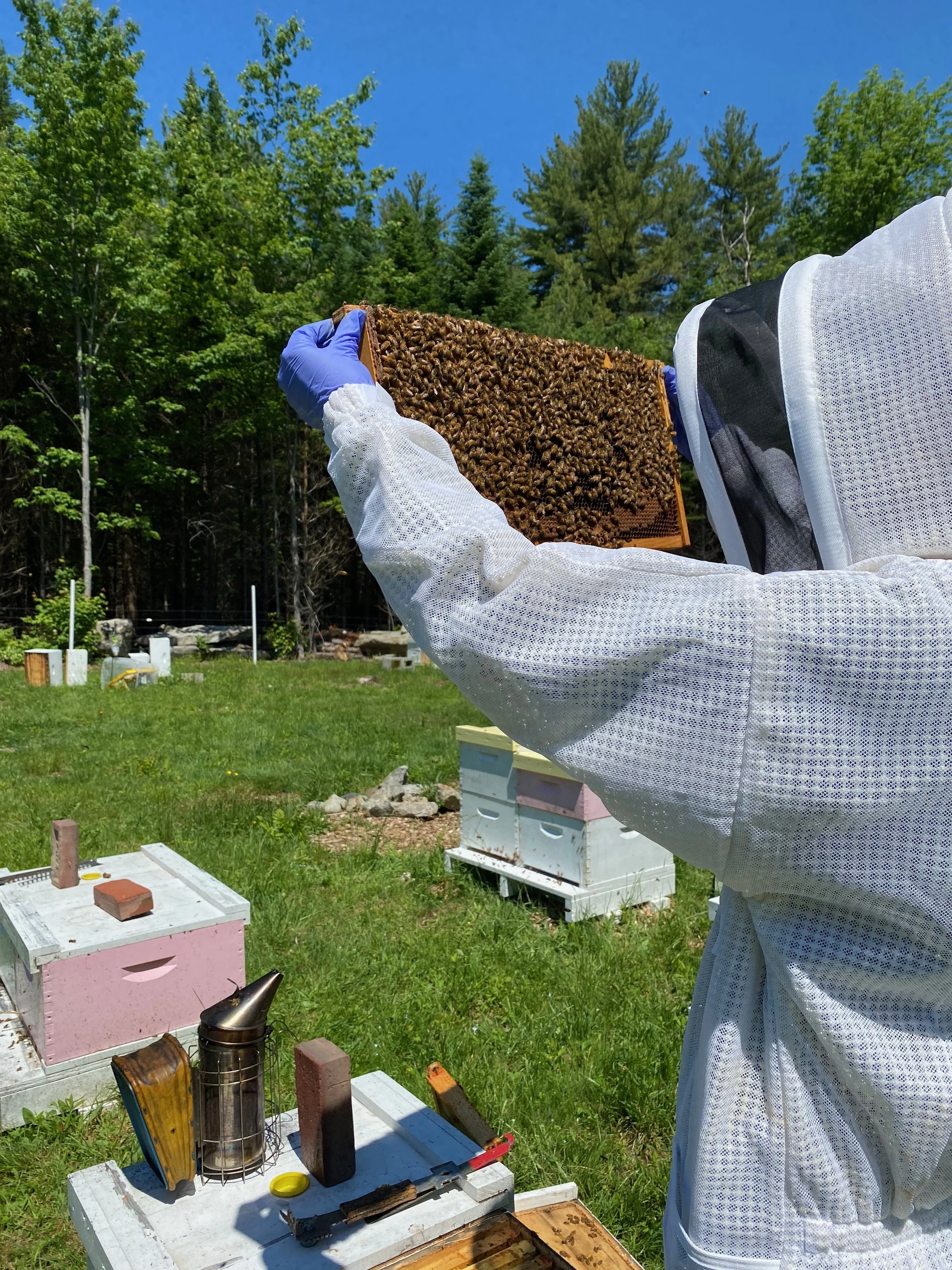 NORTH COUNTRY BEEKEEPERS