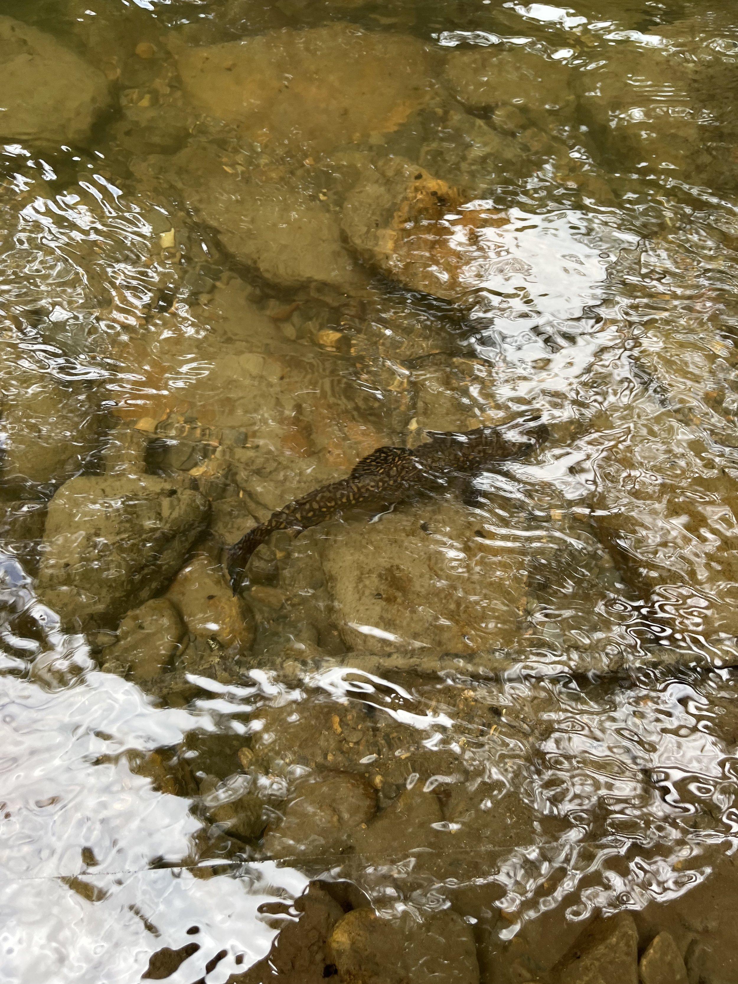 Guest Gallery — Hidden Waters RV Park