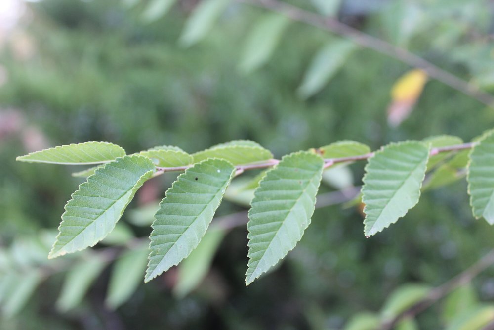 Siberian Elm — MEET THE GREEN